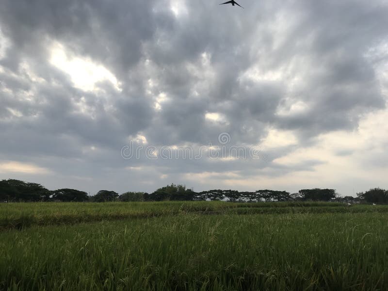 Farm View of Central Java Village Stock Photo - Image of walk, house ...