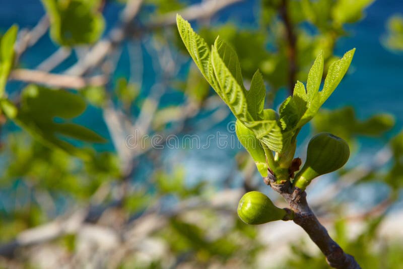 New Figs stock image. Image of water, bunch, fruit, blue - 13674151