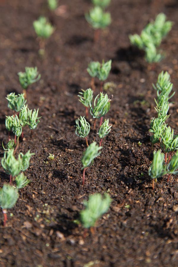 New fir seedlings. stock image. Image of life, germination - 46124157