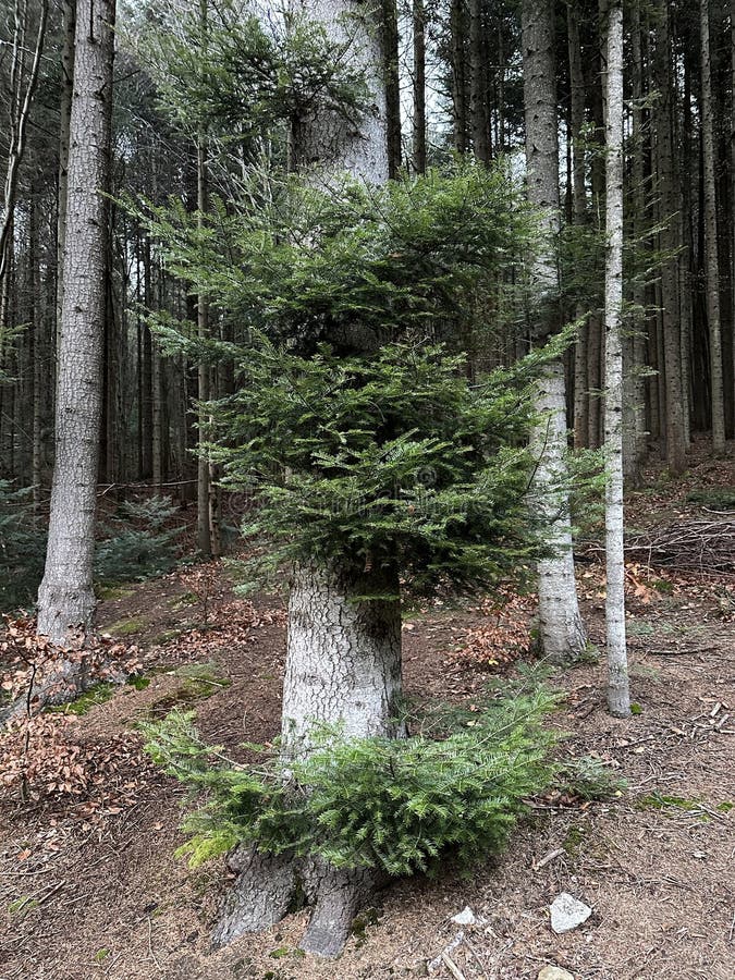 New Flocks on a Pine Tree in the Forest. Green Sprouts on a Large ...