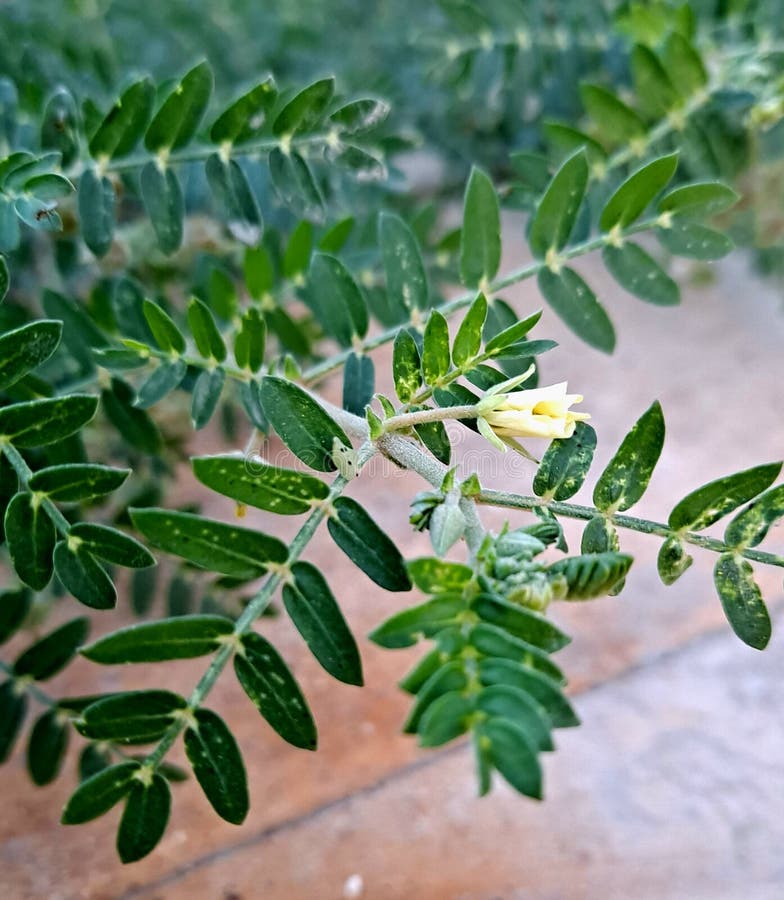 New flower ful stock photo. Image of vegetation, produce - 262436878