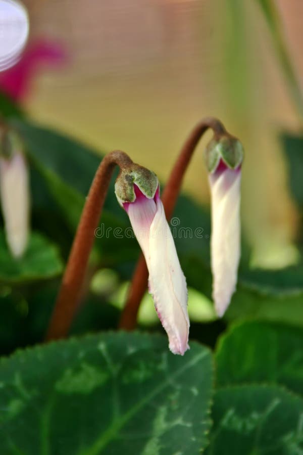 New Flower Opening stock photo. Image of cyclamen, office - 954240