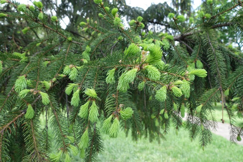 New Foliage on Branches of Spruce Stock Photo - Image of branch ...