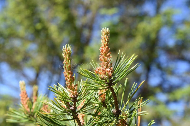 New Foliage and Cones on a Pine Tree in Spring Stock Image - Image of ...