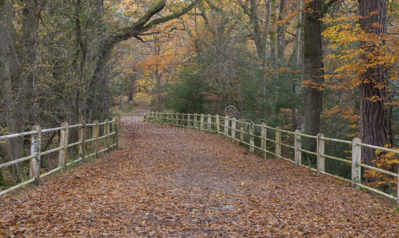 The New Forest in Autumn stock image. Image of fall, path - 97052501