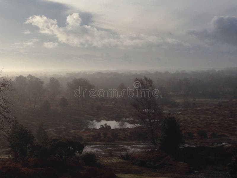 New Forest Cadnam Common editorial photography. Image of landscape ...
