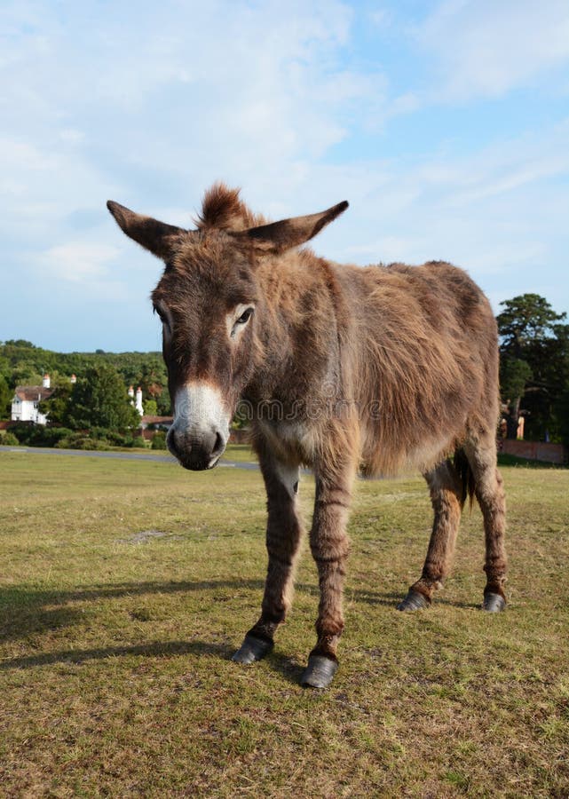 New Forest Donkey in Lyndhurst, Hampshire Stock Photo - Image of mammal ...
