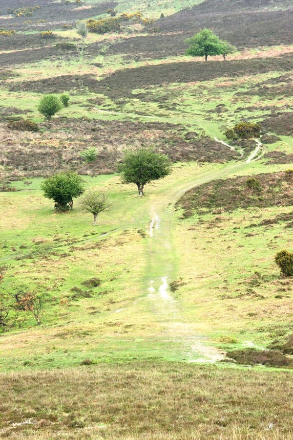 New Forest Path stock photo. Image of lonely, track, moorland - 2885652