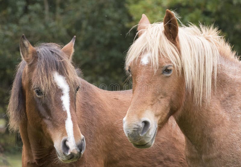 New Forest ponies stock image. Image of ponies, brown - 102158497