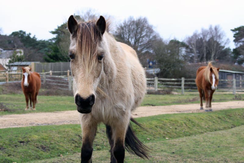 New Forest ponies stock image. Image of equestrian, england - 95155669