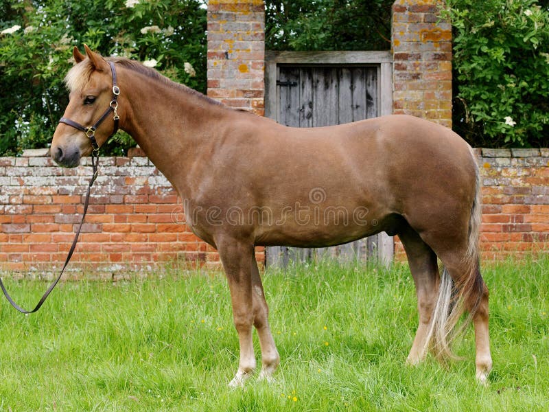 New Forest Pony stock image. Image of rare, breed, riding - 177691725