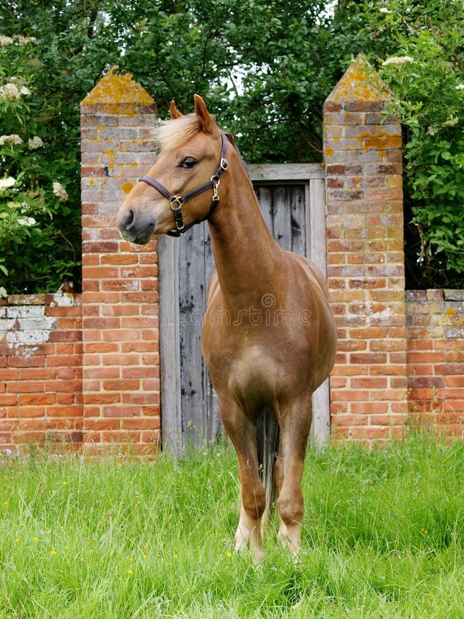 New Forest Pony stock image. Image of native, horse - 177690779
