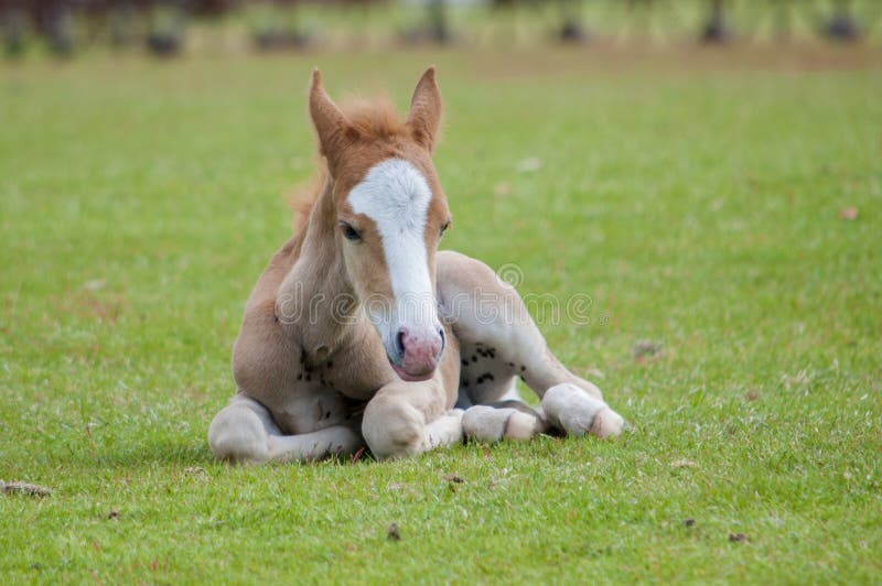 New Forest Pony sitting stock photo. Image of ears, meadow - 61814452