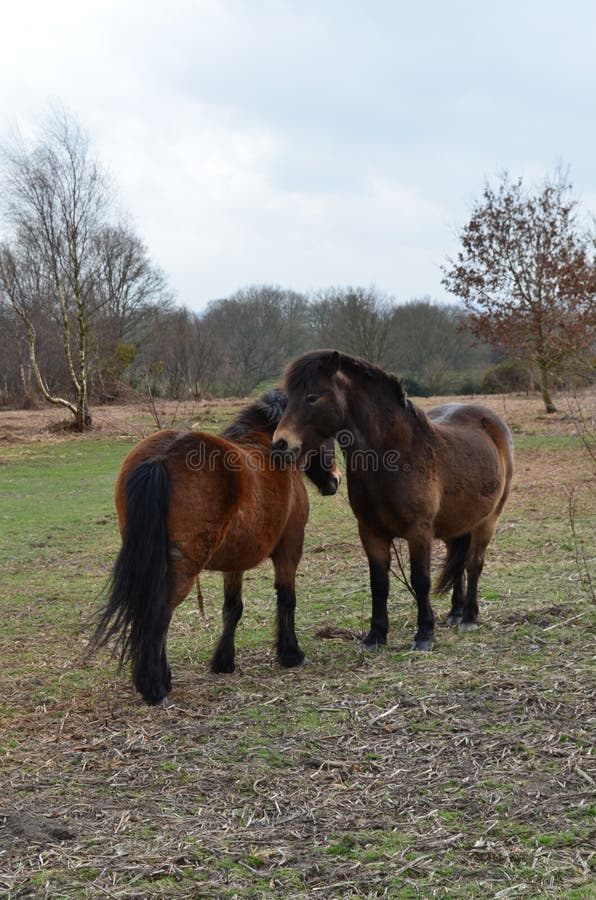 New Forest Pony. stock photo. Image of open, landscape - 38994294