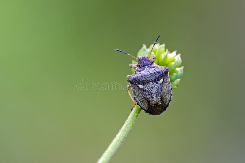 New Forest Shieldbug on Flower Stock Image - Image of nature ...