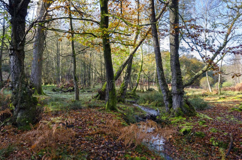 Sprint stock photo. Image of landscape, ecology, brown - 1602606