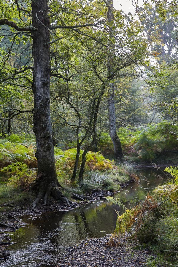 New Forest with stream stock photo. Image of spring, leaves - 60714036