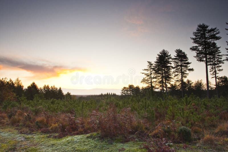 New Forset dawn stock image. Image of scene, heathland - 36733045