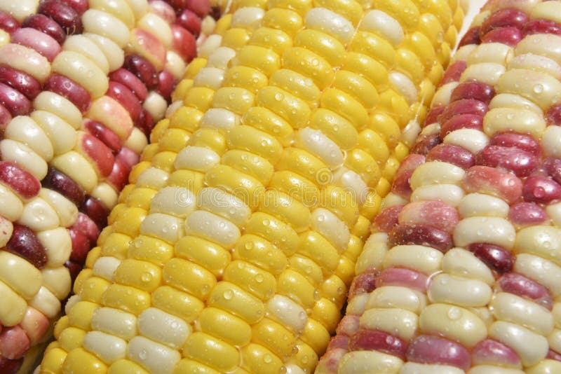 New Fresh Corn,fresh Fruit and Vegetable Stock Photo - Image of plant ...