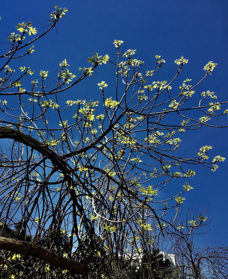 New beginnings springtime stock image. Image of leaves - 114868399