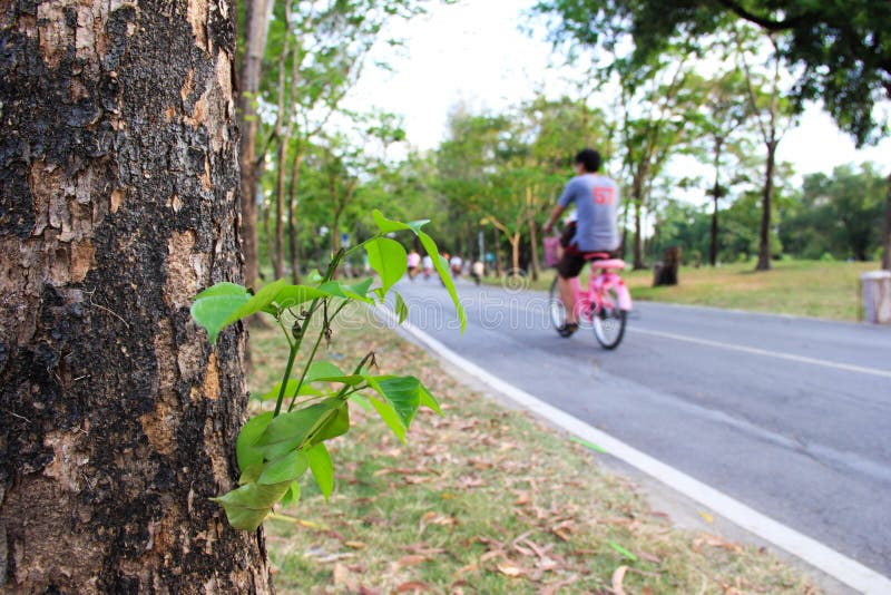New Fresh Green Tree Shoots on Bark Stock Image - Image of rural ...