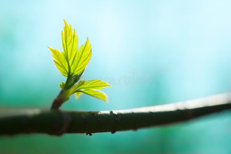 New Fresh Leaves on a Branch Stock Image - Image of flora, close: 19321231