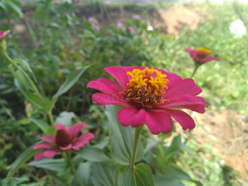 This Image Naturel Good Okid Flower in Sri Lanka. Stock Photo - Image ...