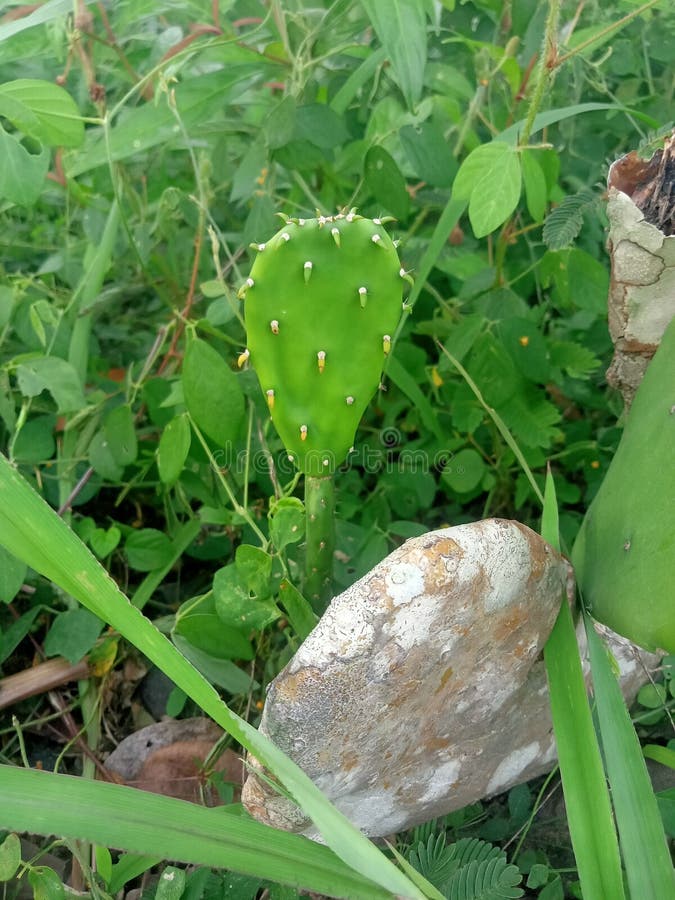 The New Generation of Cactuss Stock Image - Image of fruit, awild ...