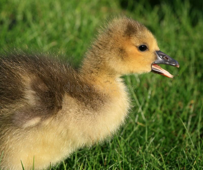 New Goose stock image. Image of geese, baby, canada, wildlife - 5309369