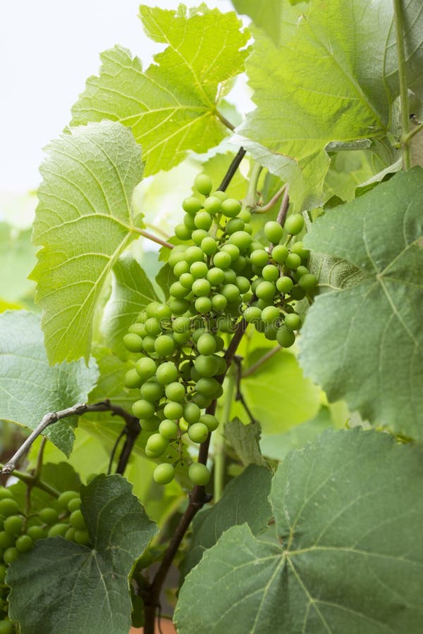 New grape stock photo. Image of green, making, cluster - 107329870