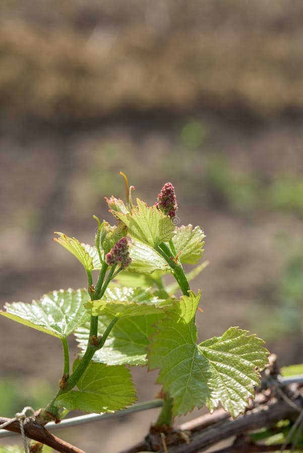 New grape plant stock photo. Image of natural, color - 90733842