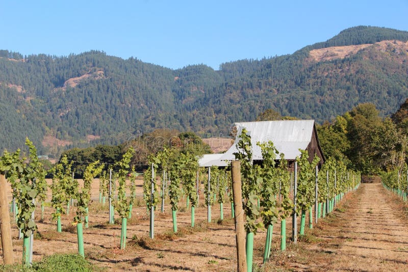 New Grape Vines stock image. Image of destinations, oregon - 49273129