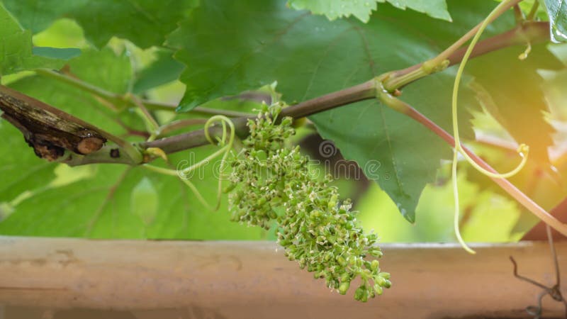 New grapes forming stock image. Image of green, leaf - 93042403
