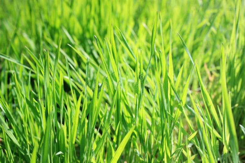 New Grass Picture. Image: 13765317