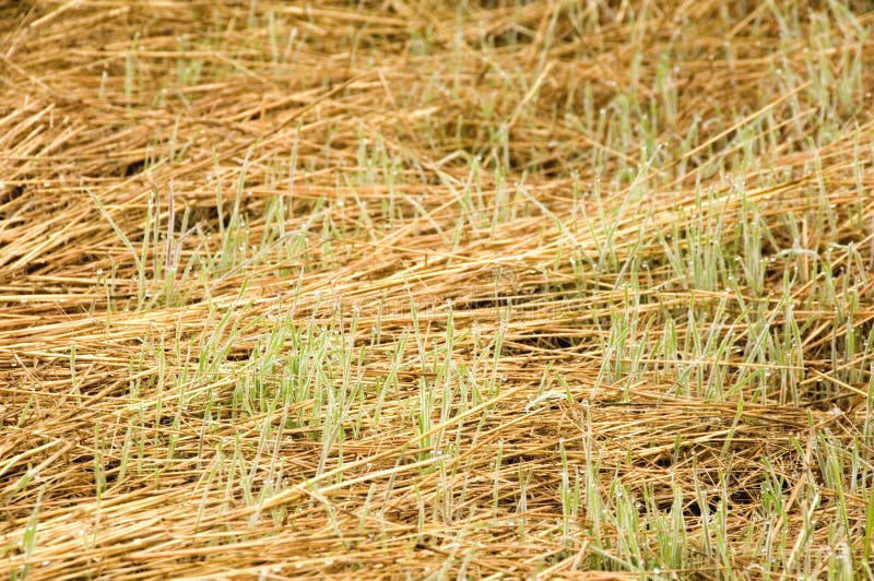 String Trimmer Mowing the Grass, Grass Particles Flying Around Stock ...