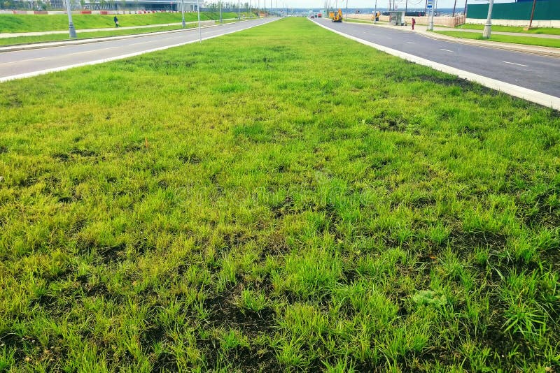 Planted lawn stock photo. Image of laying, crispest - 234421002