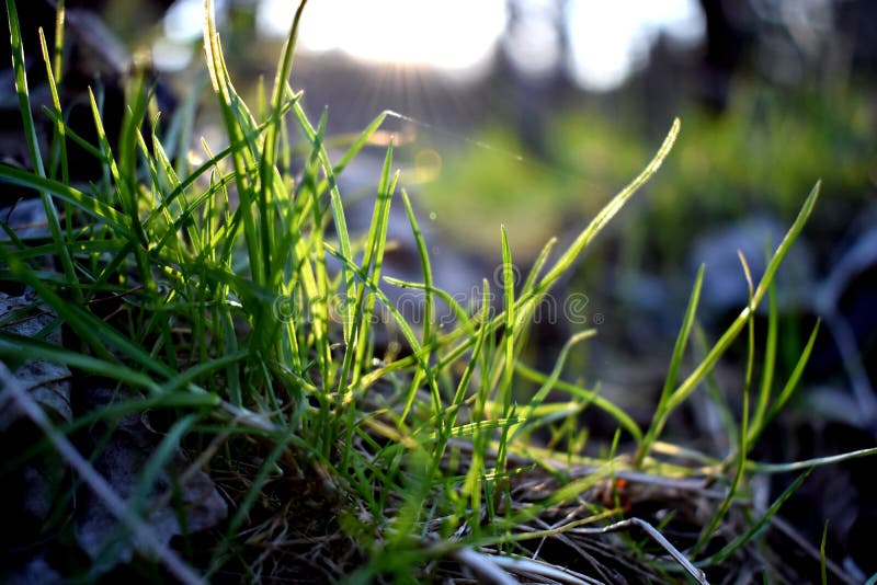 New grass stock photo. Image of green, grass, life, spring - 89870820