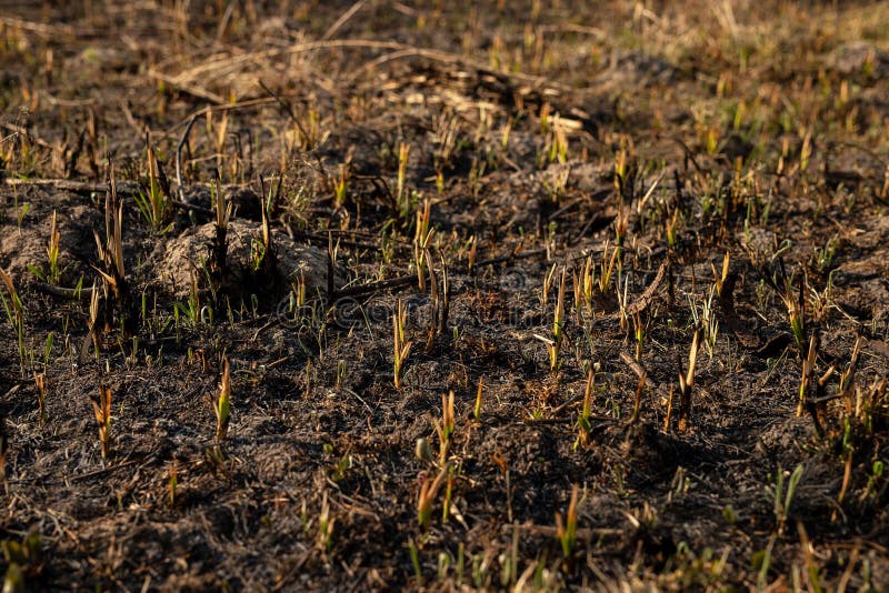 New Grass Grow on Burned and Black Grass Stock Photo - Image of dirt ...