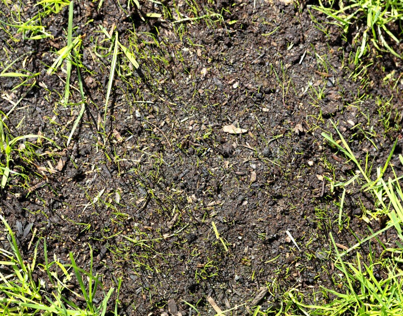 New Grass Growing from Seeding Stock Image - Image of green, landscape ...