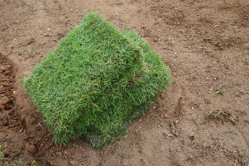 New Grass, Planting New Sod Grass Stock Image - Image of laying, ground ...