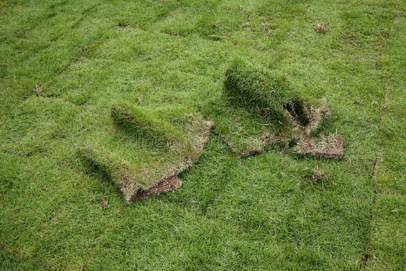 New Grass, Planting New Sod Grass Stock Image - Image of ground, home ...