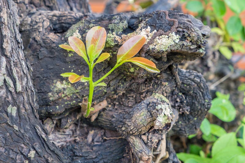 New Green Branch on Old Big Old Tree Stock Image - Image of environment ...