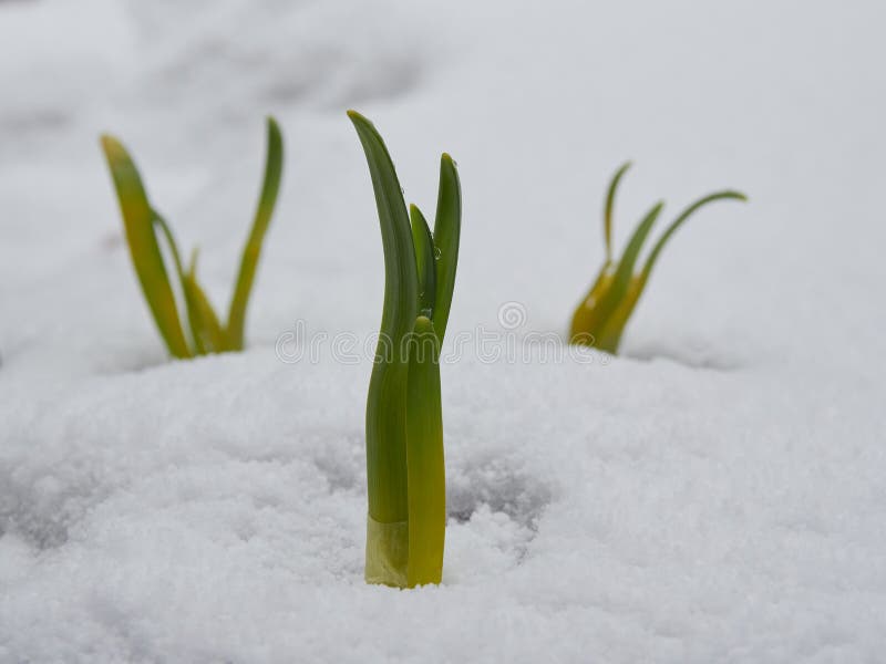 New Green Daffodil in Spring. Stock Photo - Image of garden, natural ...