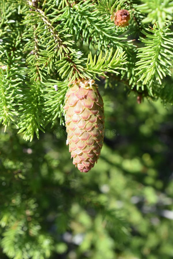 Spruce Branch with New Foliage and Young Cone Stock Photo - Image of ...
