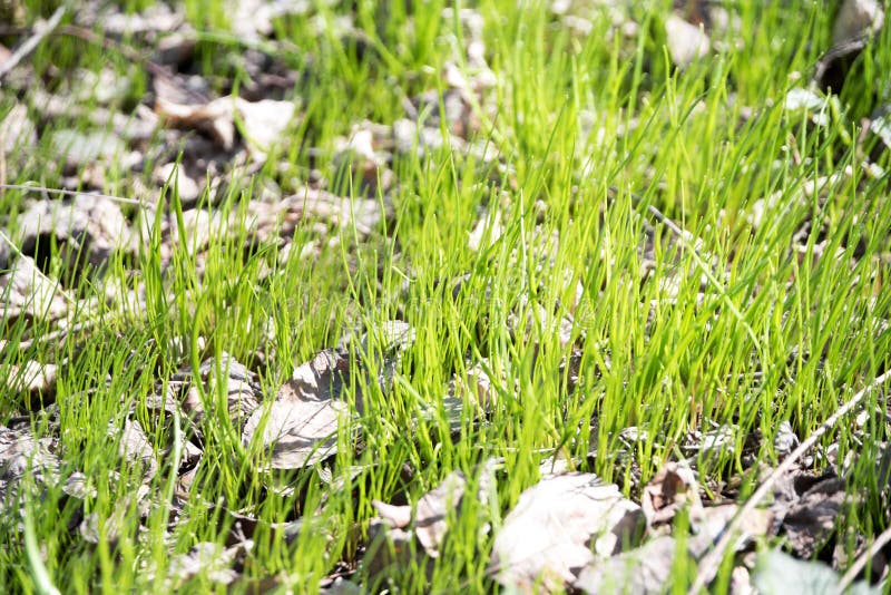 New green grass in Spring. stock image. Image of color - 76709845