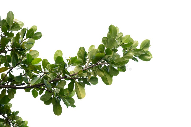 New Green Leaves on a Branch. Young Fresh Foliage of Tree. Set of ...