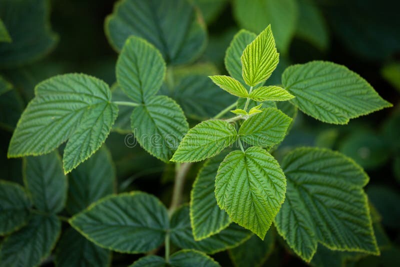 New Green Leaves Growing in Bush Stock Photo - Image of natural ...