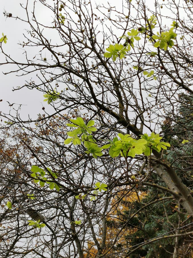 New Green Leaves on the Tree Stock Image - Image of tree, leaves: 163951189