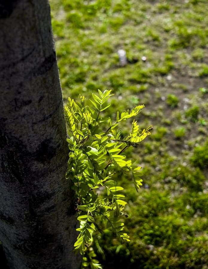 New Green Leaves on a Tree Trunk Stock Image - Image of illustrative ...