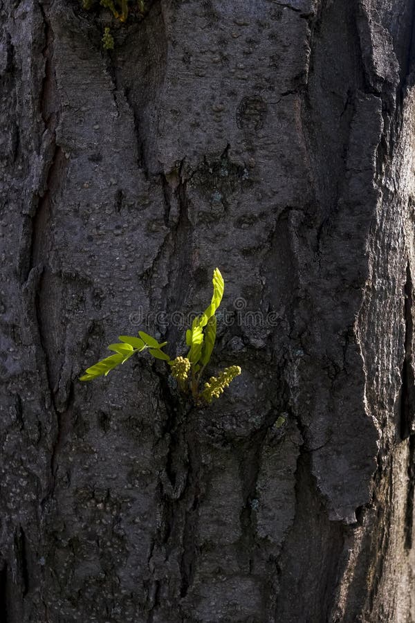 New Green Leaves on a Tree Trunk Stock Image - Image of silhouette ...
